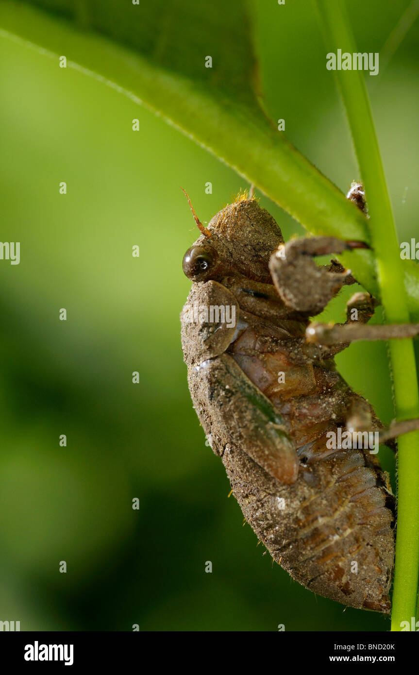 Emerging from the ground hi-res stock photography and images - Alamy