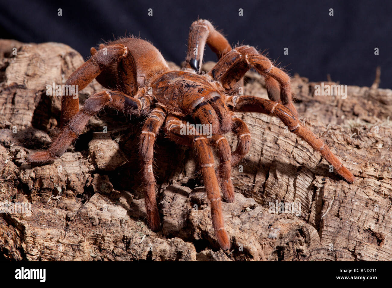 African Baboon Spider