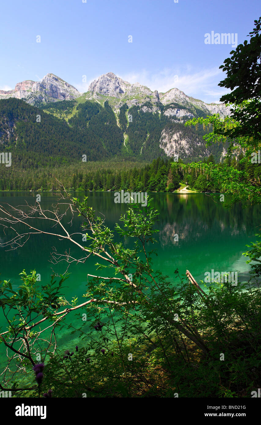 nice view of tovel lake on italian alps Stock Photo - Alamy