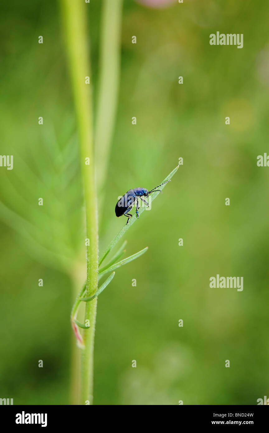 Beetle standing hi-res stock photography and images - Alamy