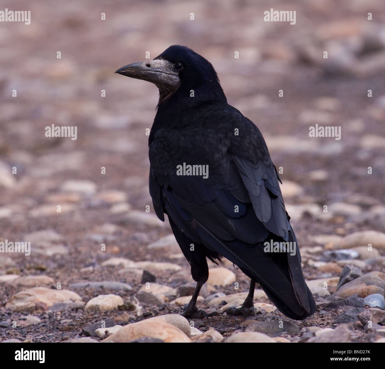 Rook on the ground hi-res stock photography and images - Alamy