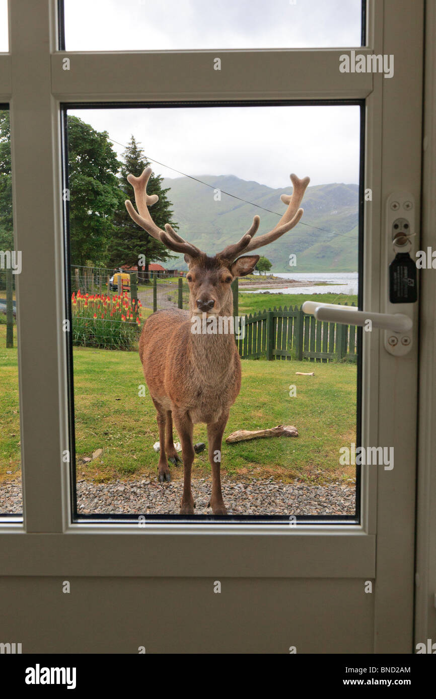 Deer looking through a window hi-res stock photography and images - Alamy