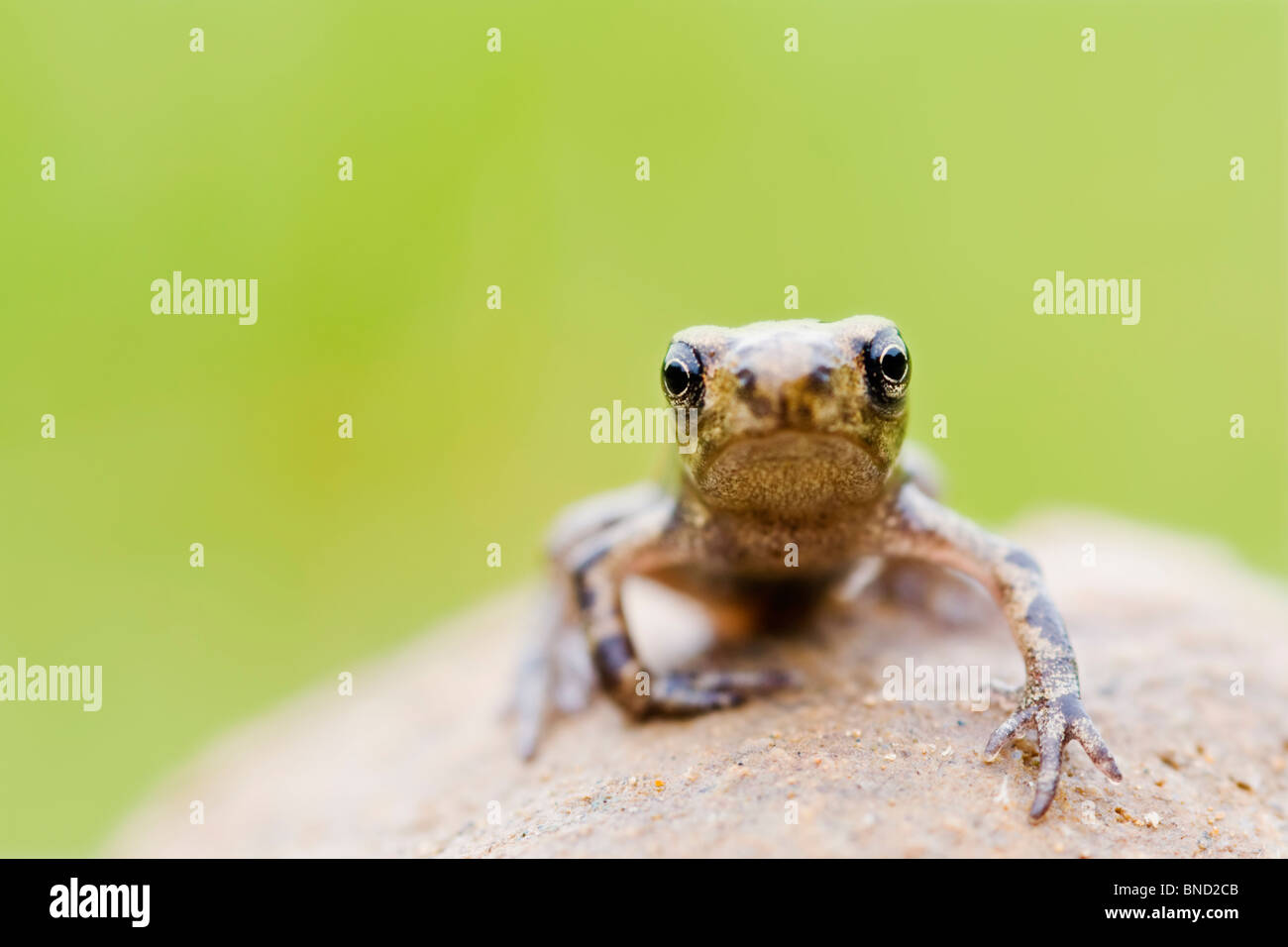 Froglets hi-res stock photography and images - Alamy