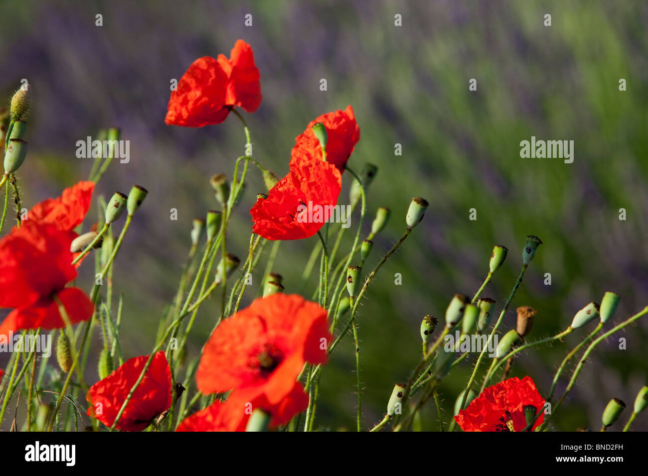 Lavender and poppies hi-res stock photography and images - Alamy