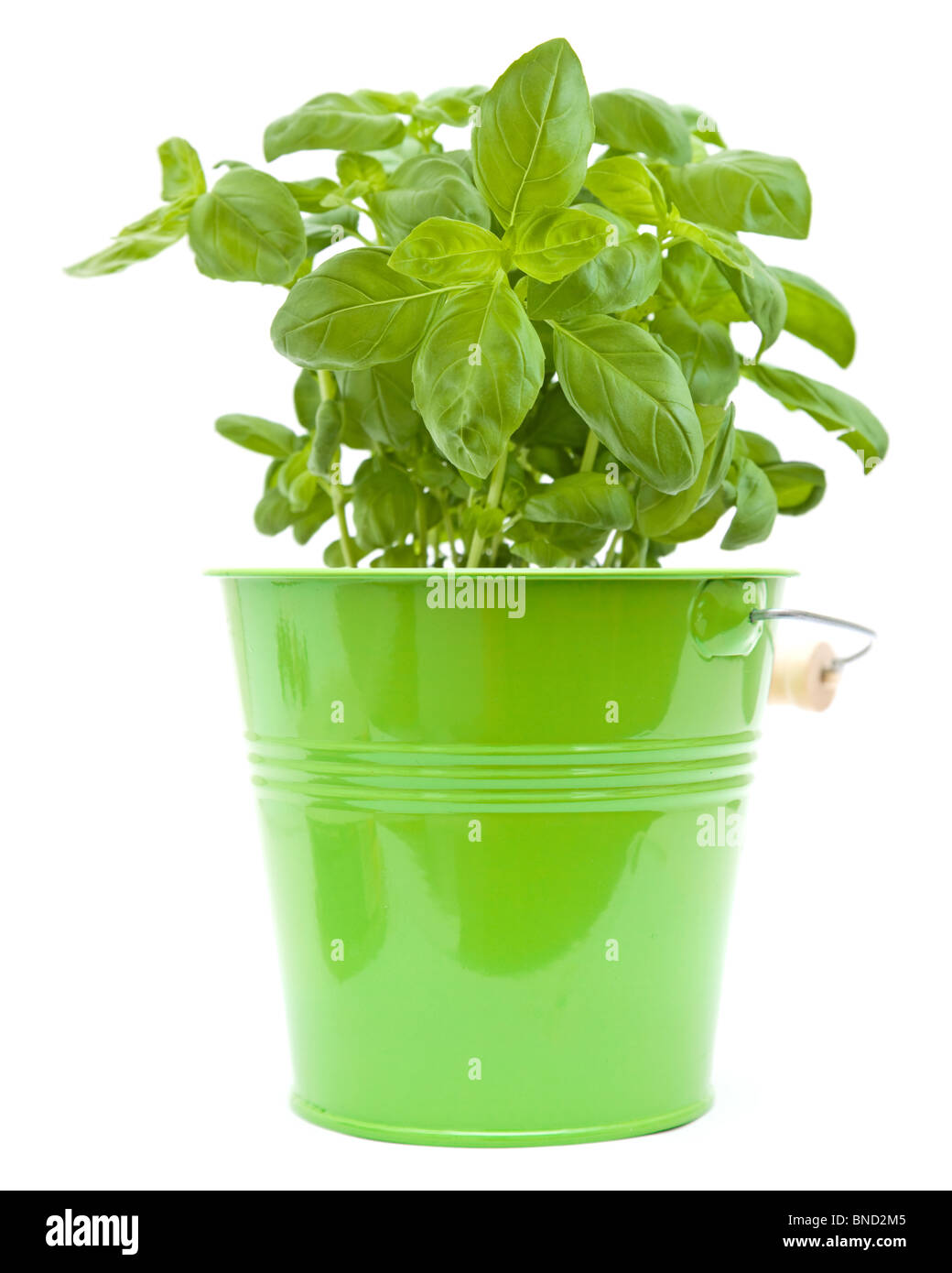 growing young sweet basil plants in green bucket isolated on white ...