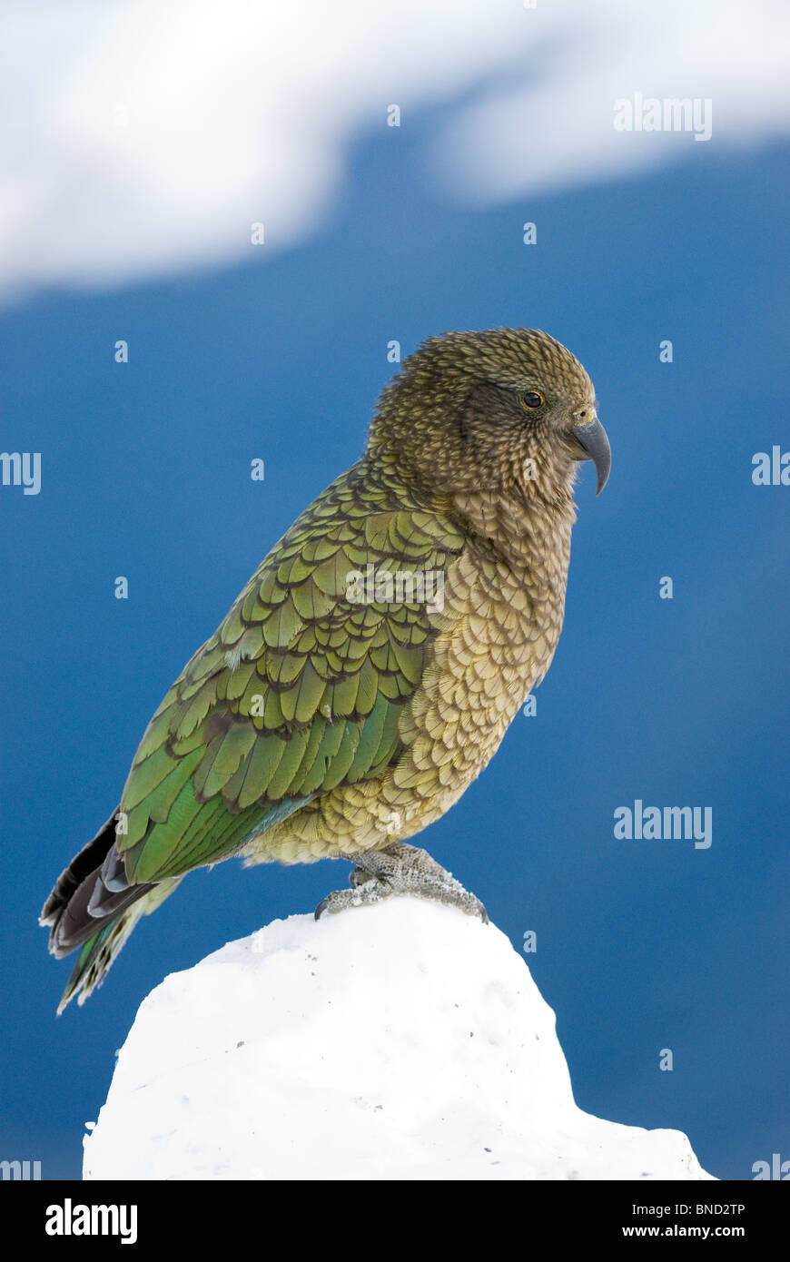 Kea nestor notabilis Stock Photo - Alamy