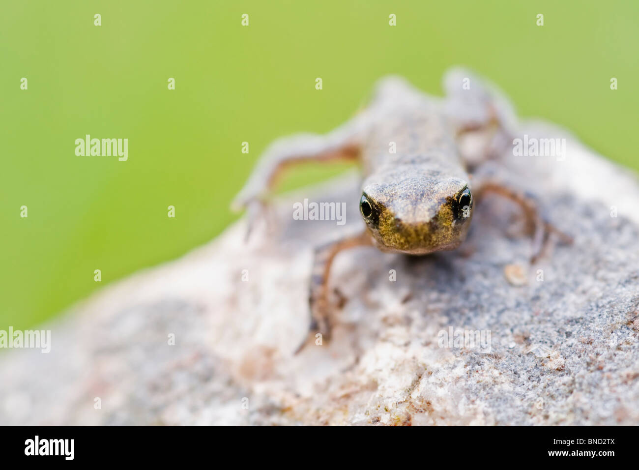 Froglets hi-res stock photography and images - Alamy