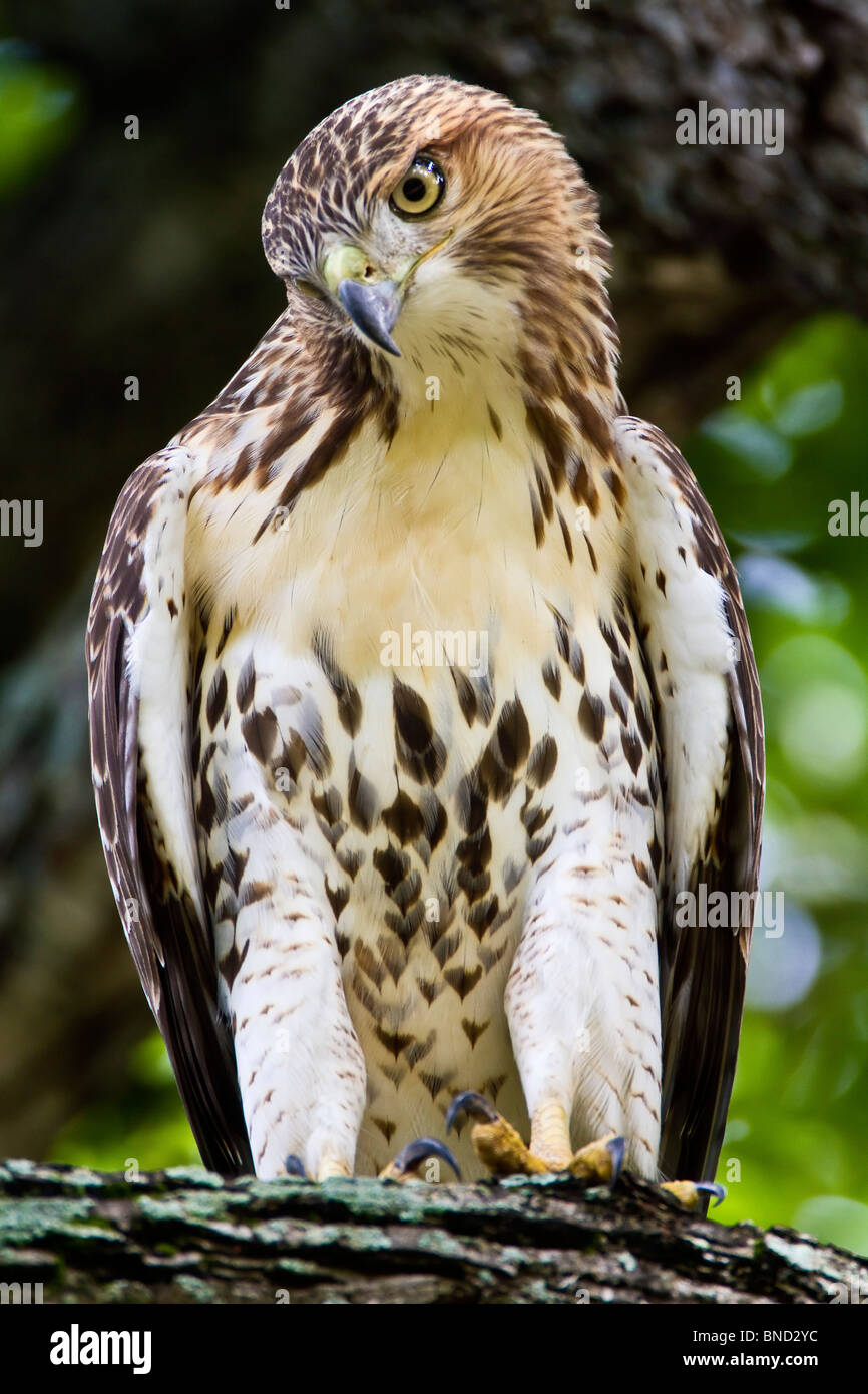 Red Tailed Hawk looking for a meal Stock Photo - Alamy