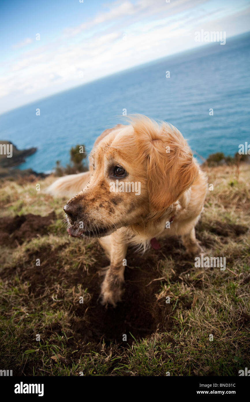 Golden retriever digging hi-res stock photography and images - Alamy