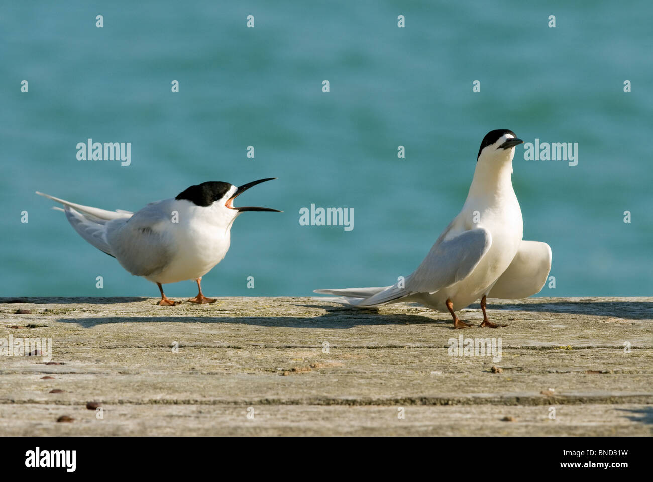 White-fronted Terns Sterna striata calling Stock Photo - Alamy