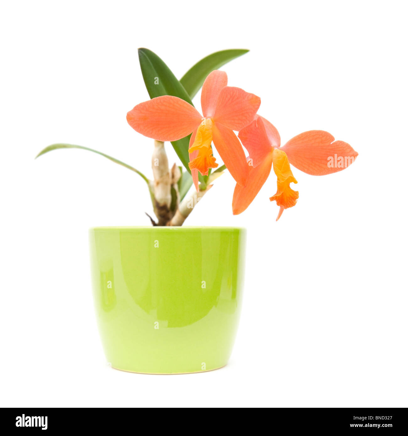 Flowering tropical orchid cattleya Cut Out Stock Images & Pictures - Alamy