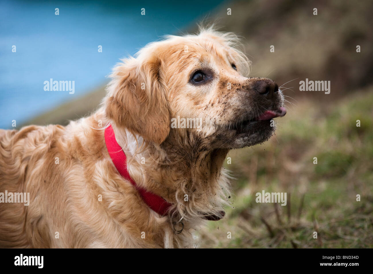Golden retriever digging hi-res stock photography and images - Alamy