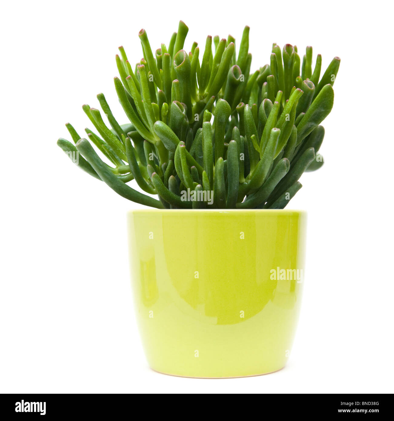 Tubular leaves hi-res stock photography and images - Alamy