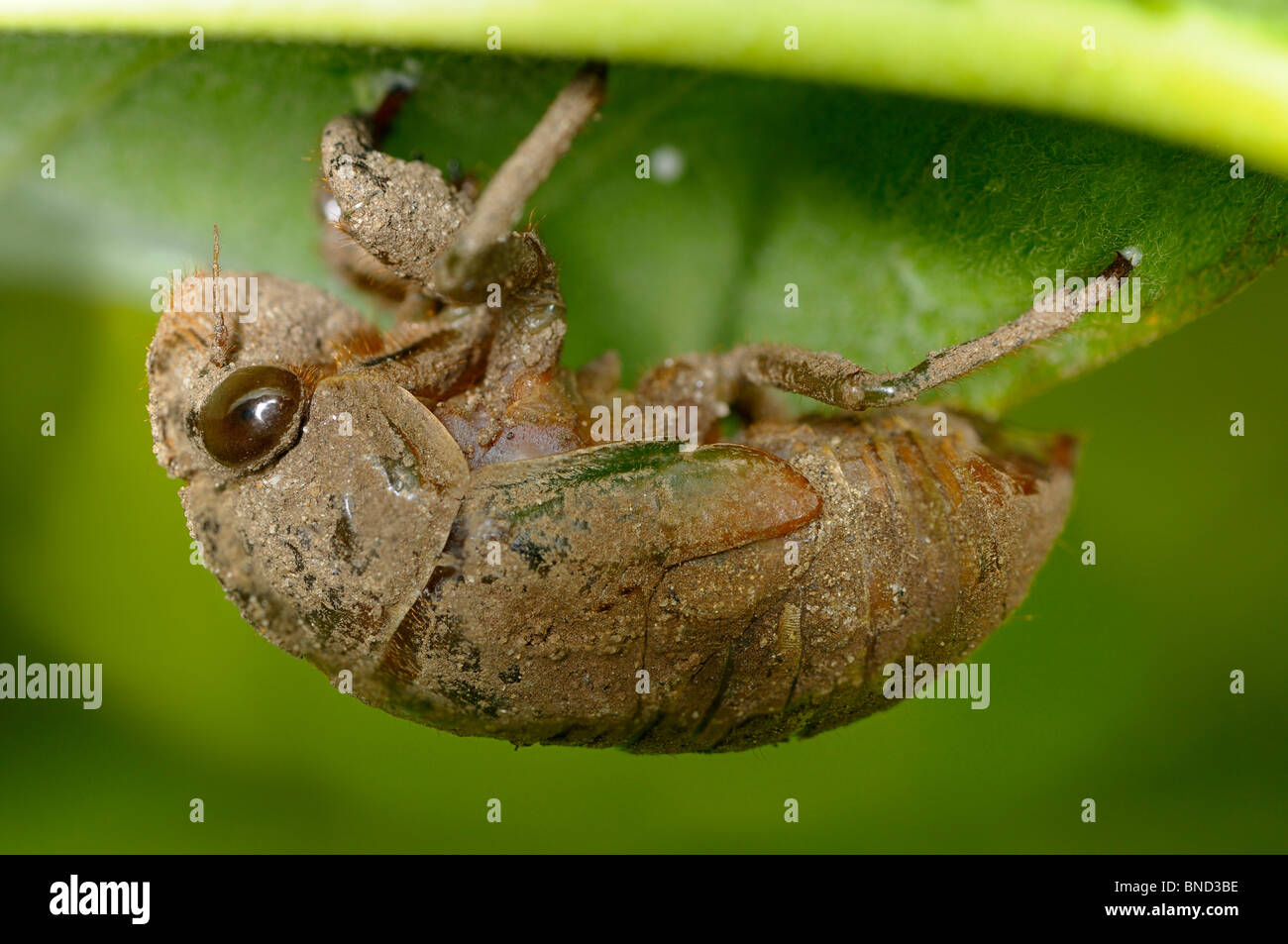Final instar nymph of a Cicada Cicadidae emerging from the ground to ...