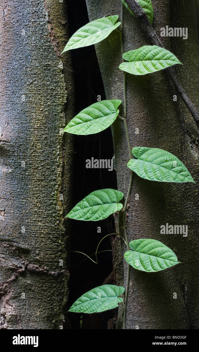 Vine tree rainforest hi-res stock photography and images - Alamy