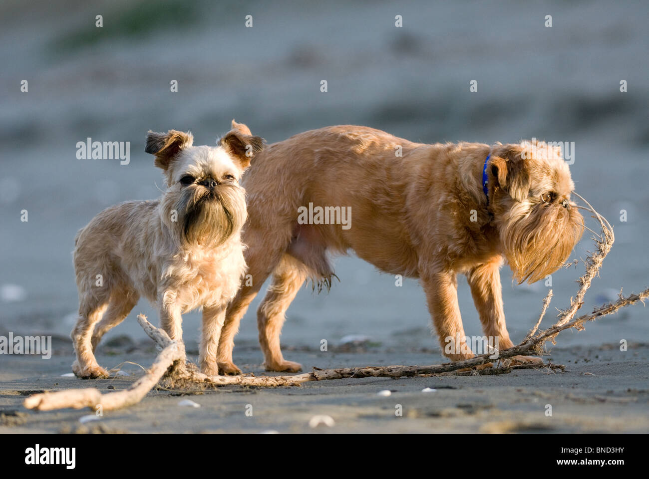 Griffon dogs Canis lupus familiaris Stock Photo - Alamy