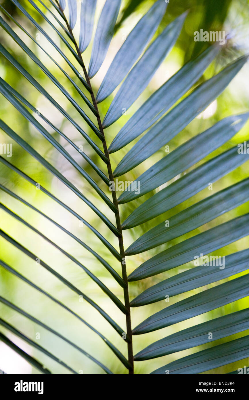 Palm leaf hi-res stock photography and images - Alamy