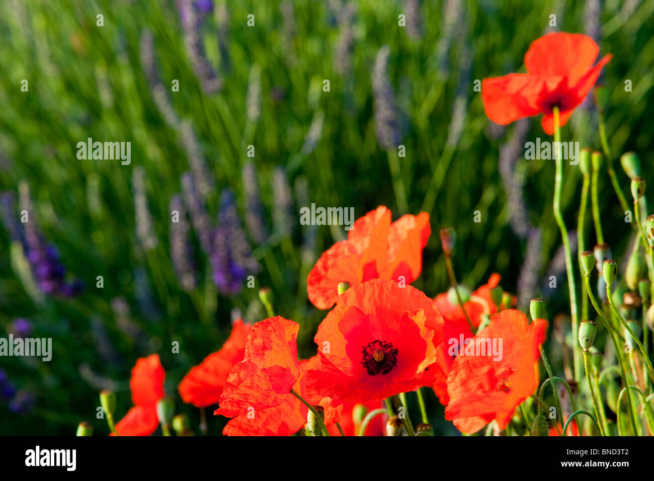 Lavender and poppies hi-res stock photography and images - Alamy