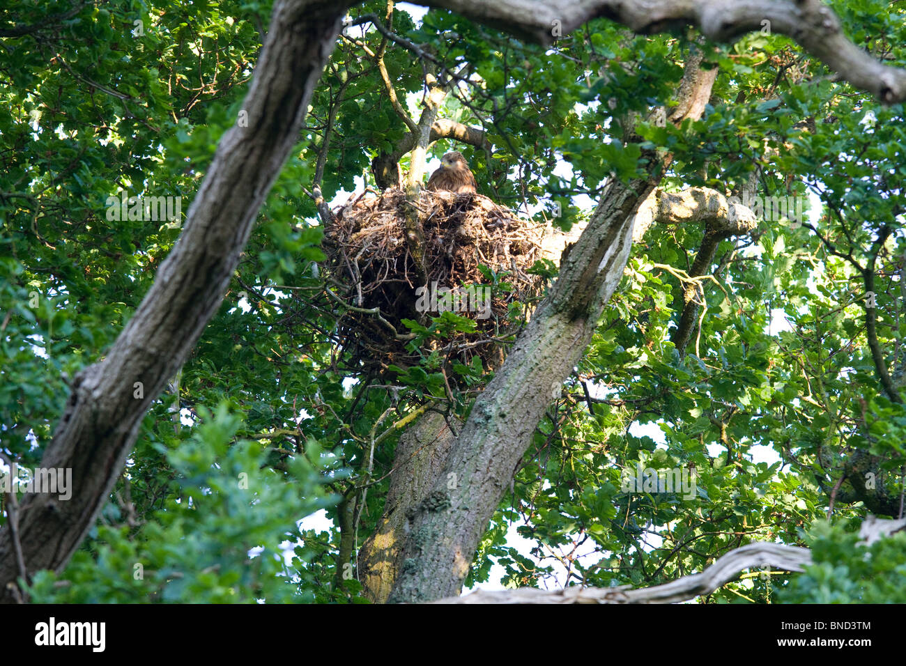 Kite nest in tree with a young Kite looking out Stock Photo - Alamy