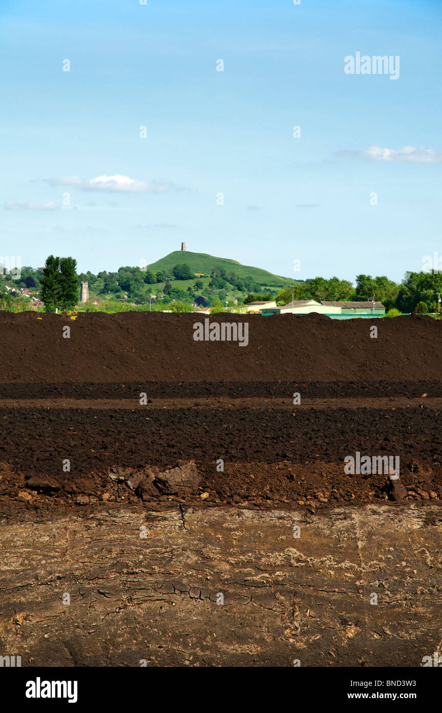 A peat beds at the site of a cutting operation on the Somerset levels ...
