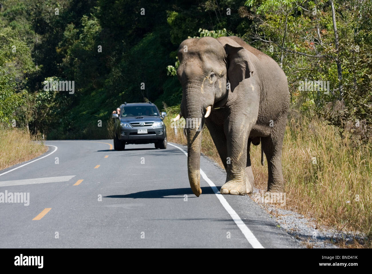 Road elephant hi-res stock photography and images - Alamy