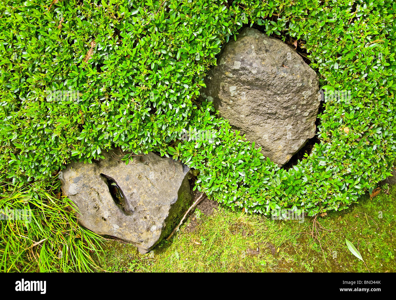 Japanese Tee Garden in Golden Gate Park San Francisco California Stock ...