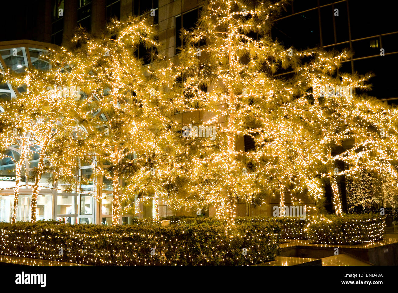 beautiful christmas decoration trees night scenes Stock Photo - Alamy