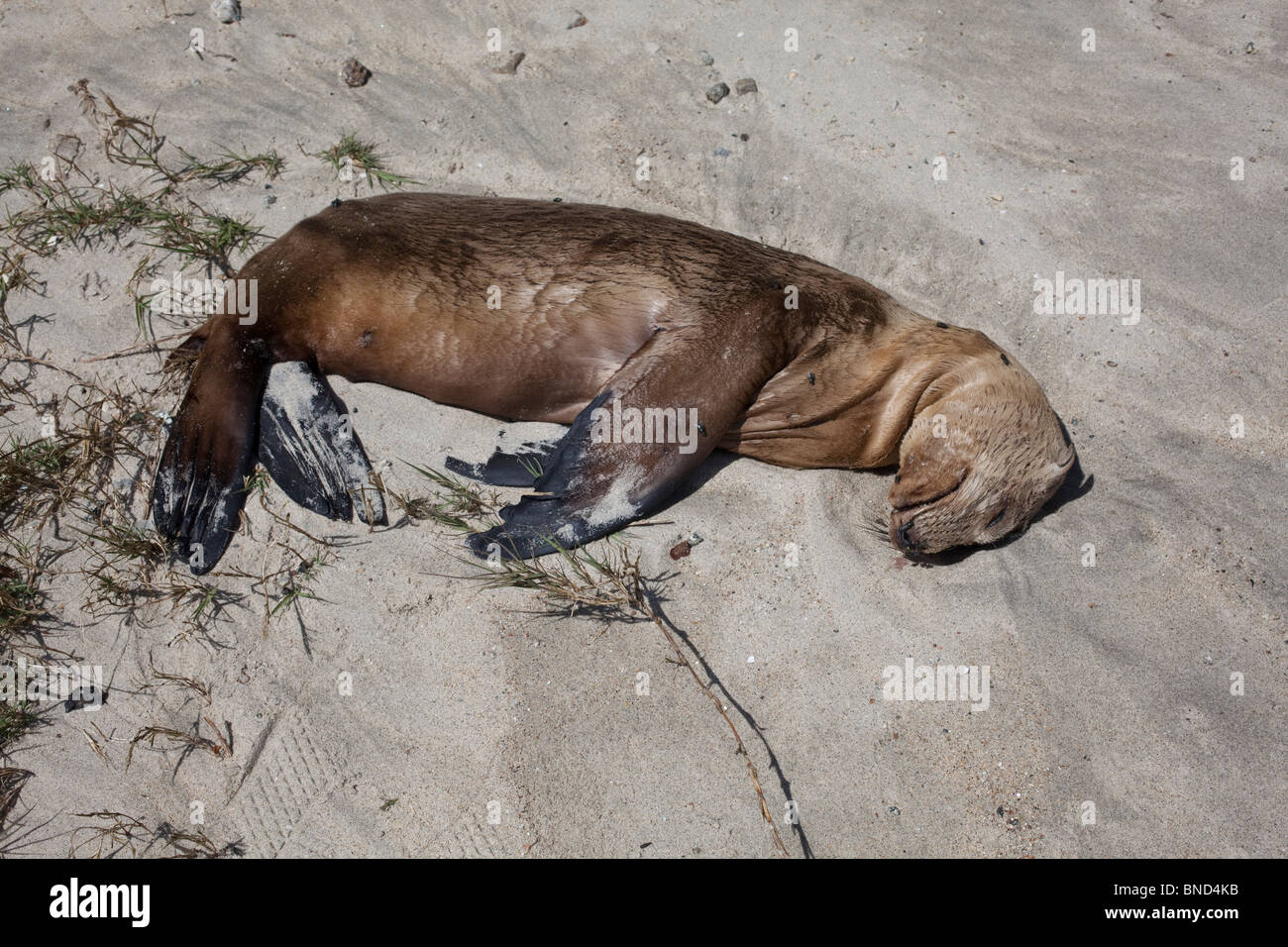 Dead Seal, Monterey, CA Stock Photo - Alamy