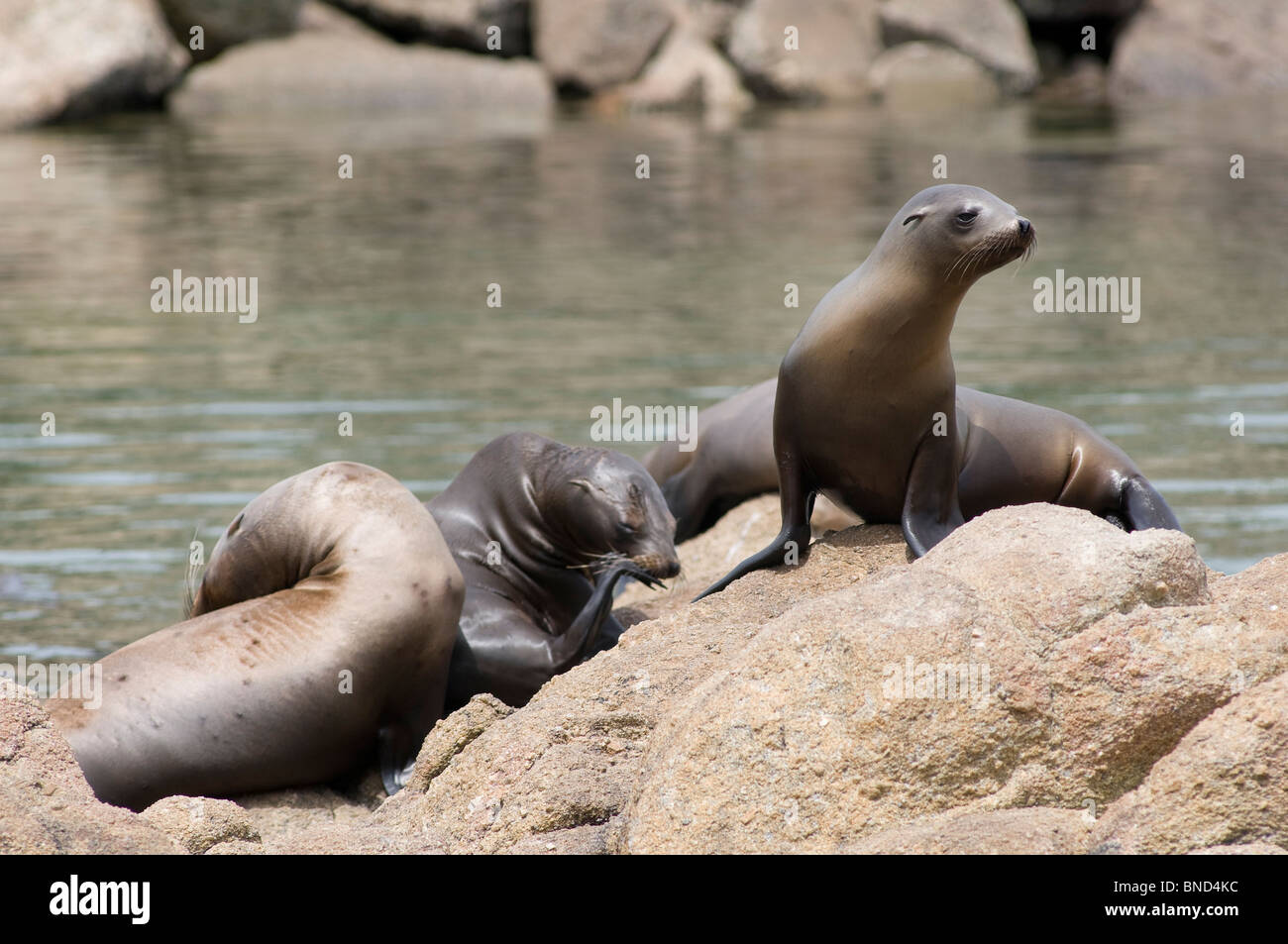 Seals, Monterey, CA Stock Photo - Alamy