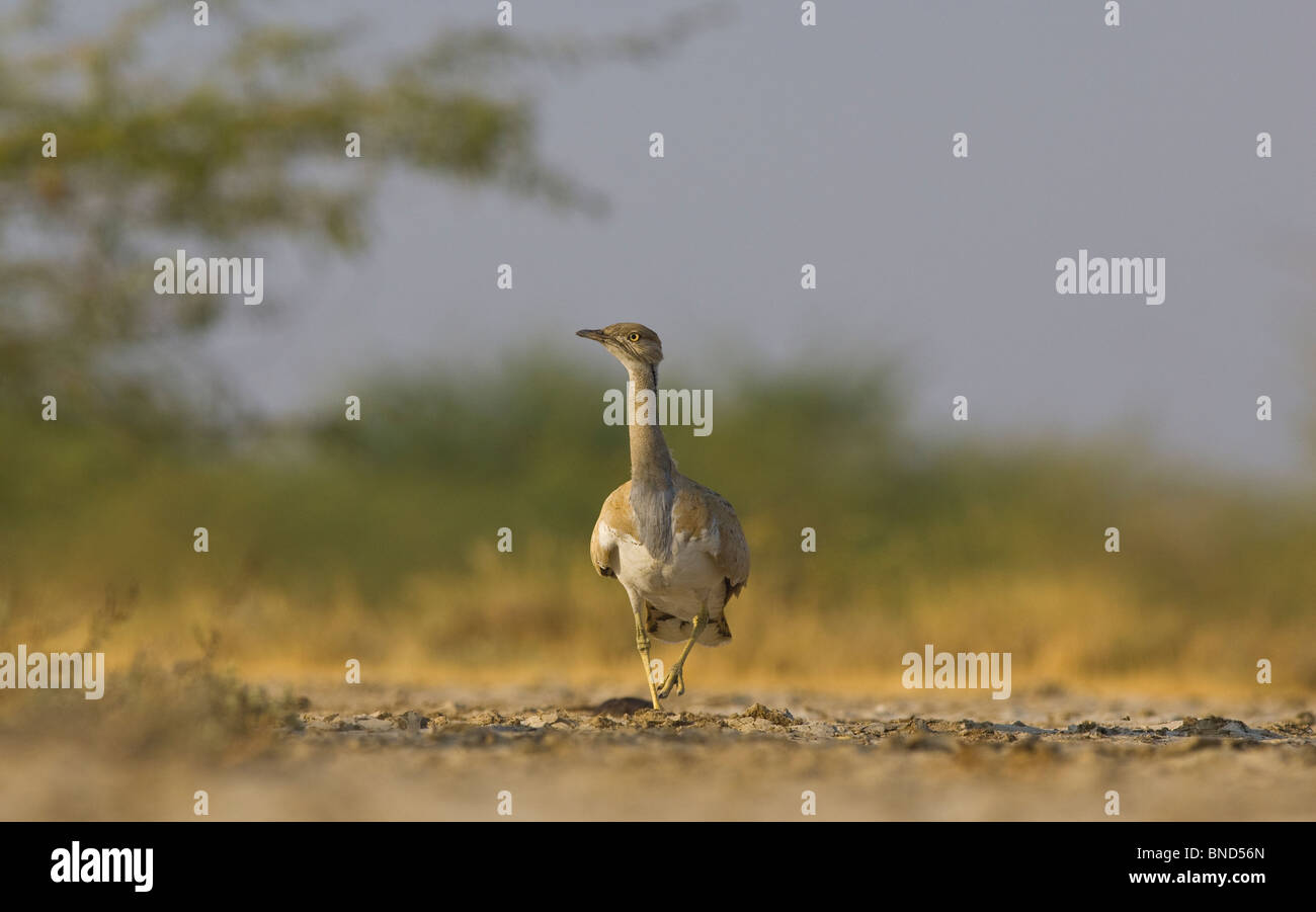 Macqueen's Bustard Chlamydotis macqueeni Stock Photo - Alamy