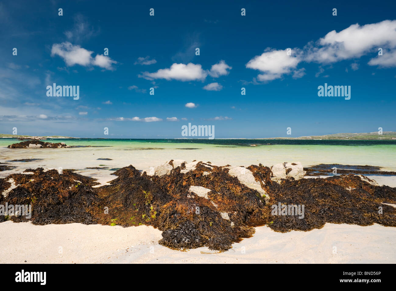 Coral and seaweed hi-res stock photography and images - Alamy