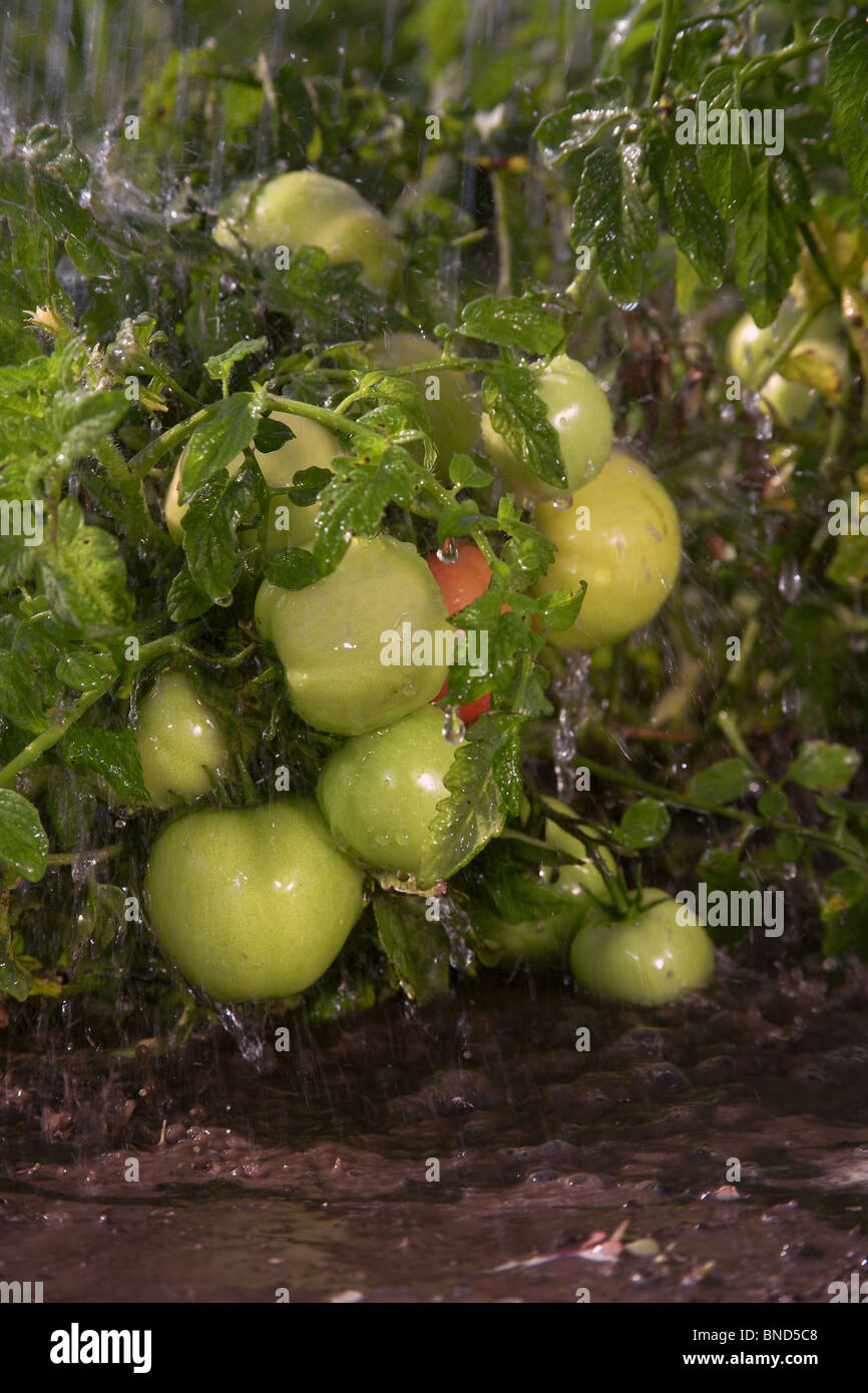 Non-polluting method of cultivation of tomatoes on a farm Stock Photo ...