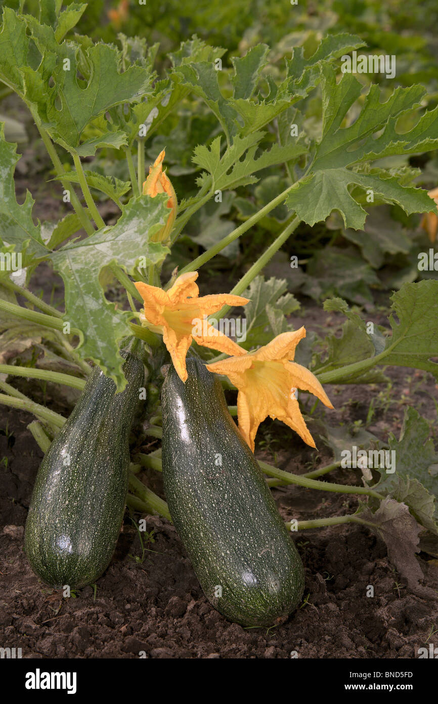 Non-polluting method of cultivation of vegetable marrows on a farm ...