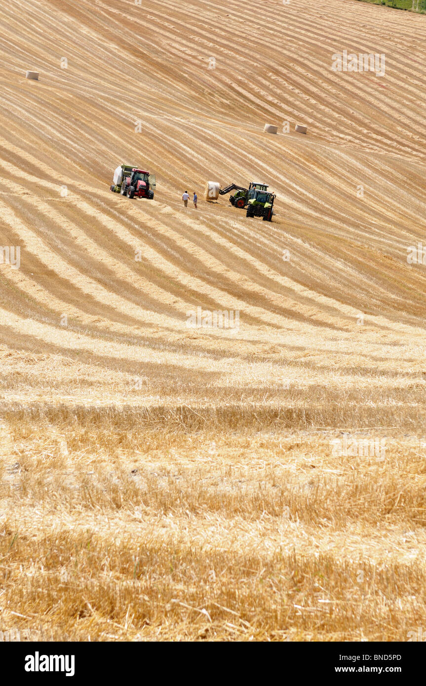 Stock photo of tractors harvesting wheat and making straw bales in ...