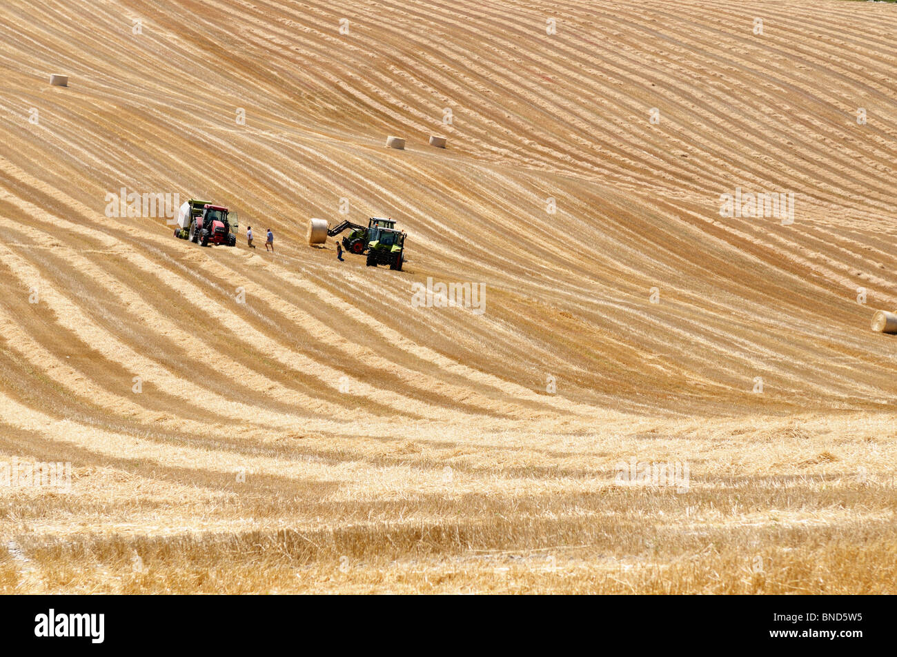Stock photo of tractors harvesting wheat and making straw bales in ...