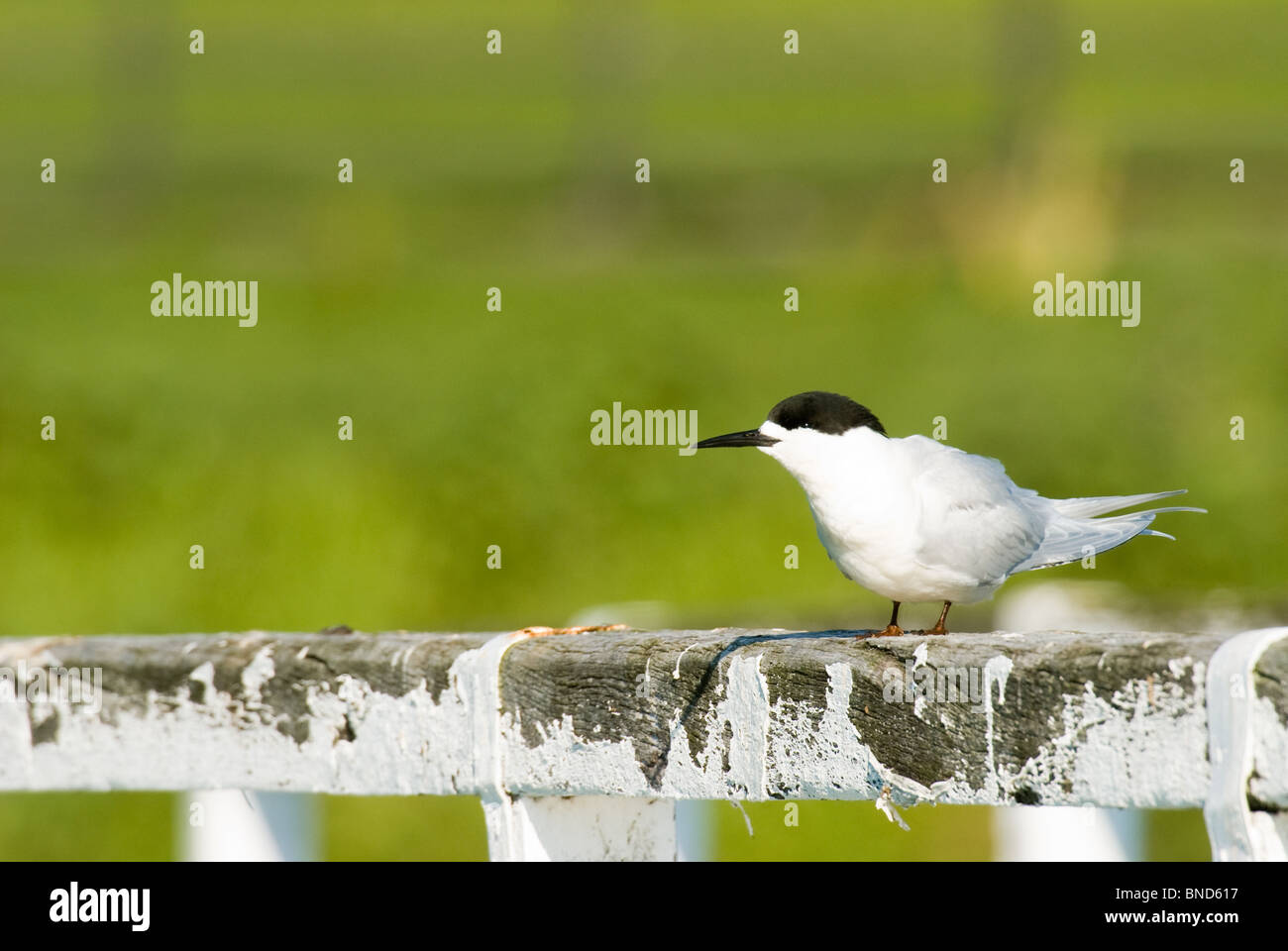 White-fronted Tern Sterna striata Stock Photo - Alamy
