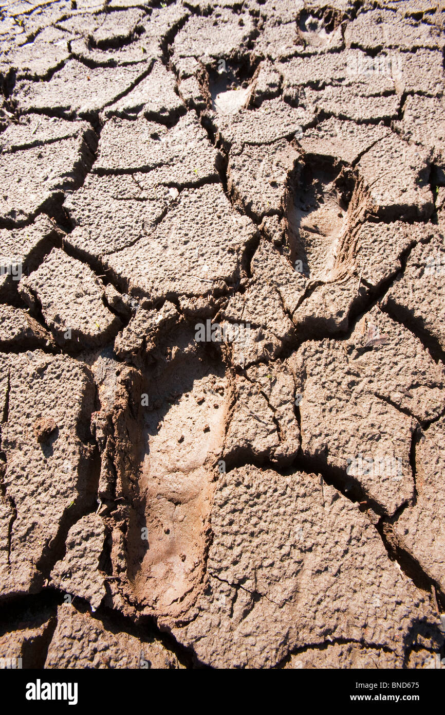 Footprints In Mud Stock Photos & Footprints In Mud Stock Images - Alamy