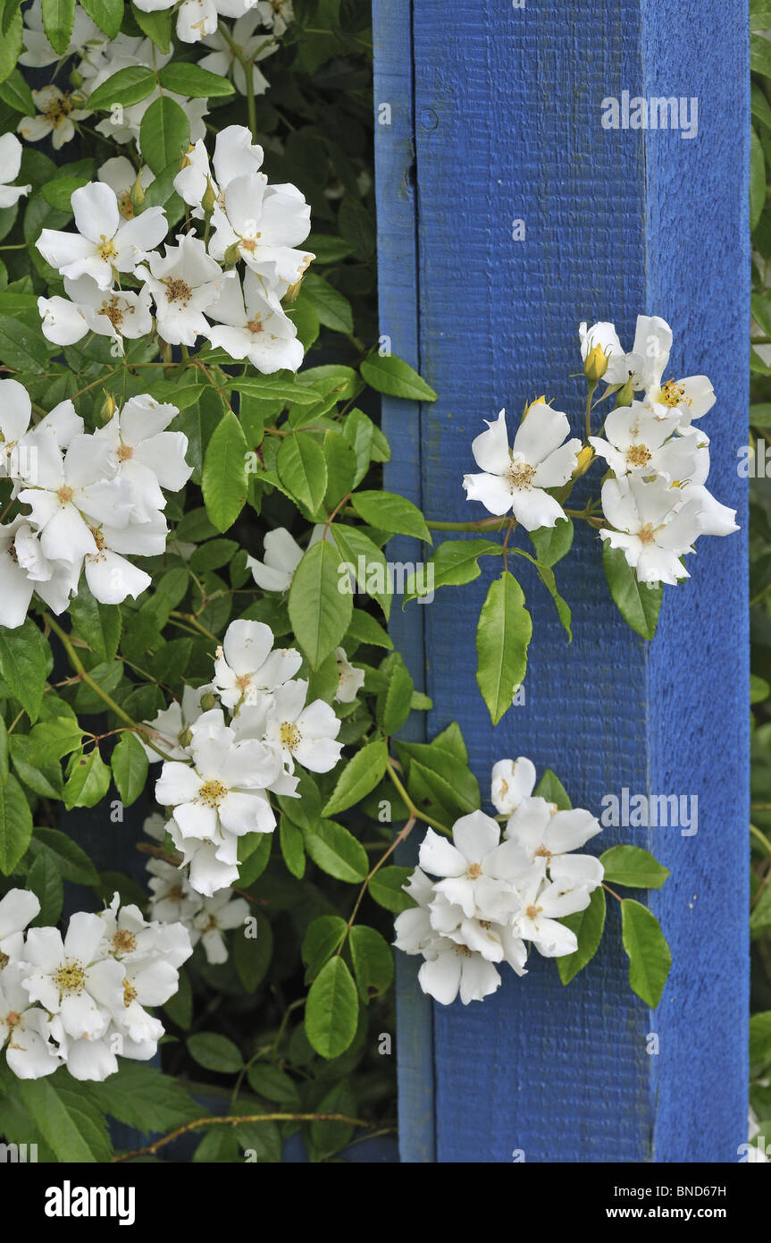 Climbing garden rose, 'wedding day', UK June Stock Photo - Alamy