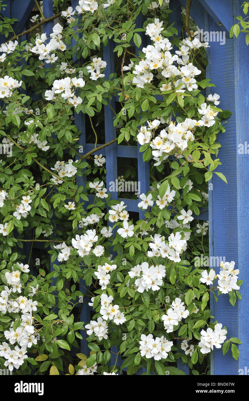 Climbing garden rose, 'wedding day', UK June Stock Photo - Alamy