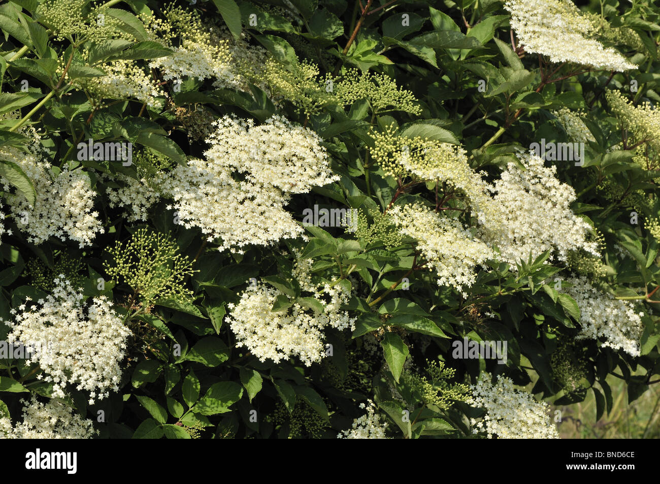 Elder, sambucus nigra, bush in full flower, Norfolk, UK, June Stock ...