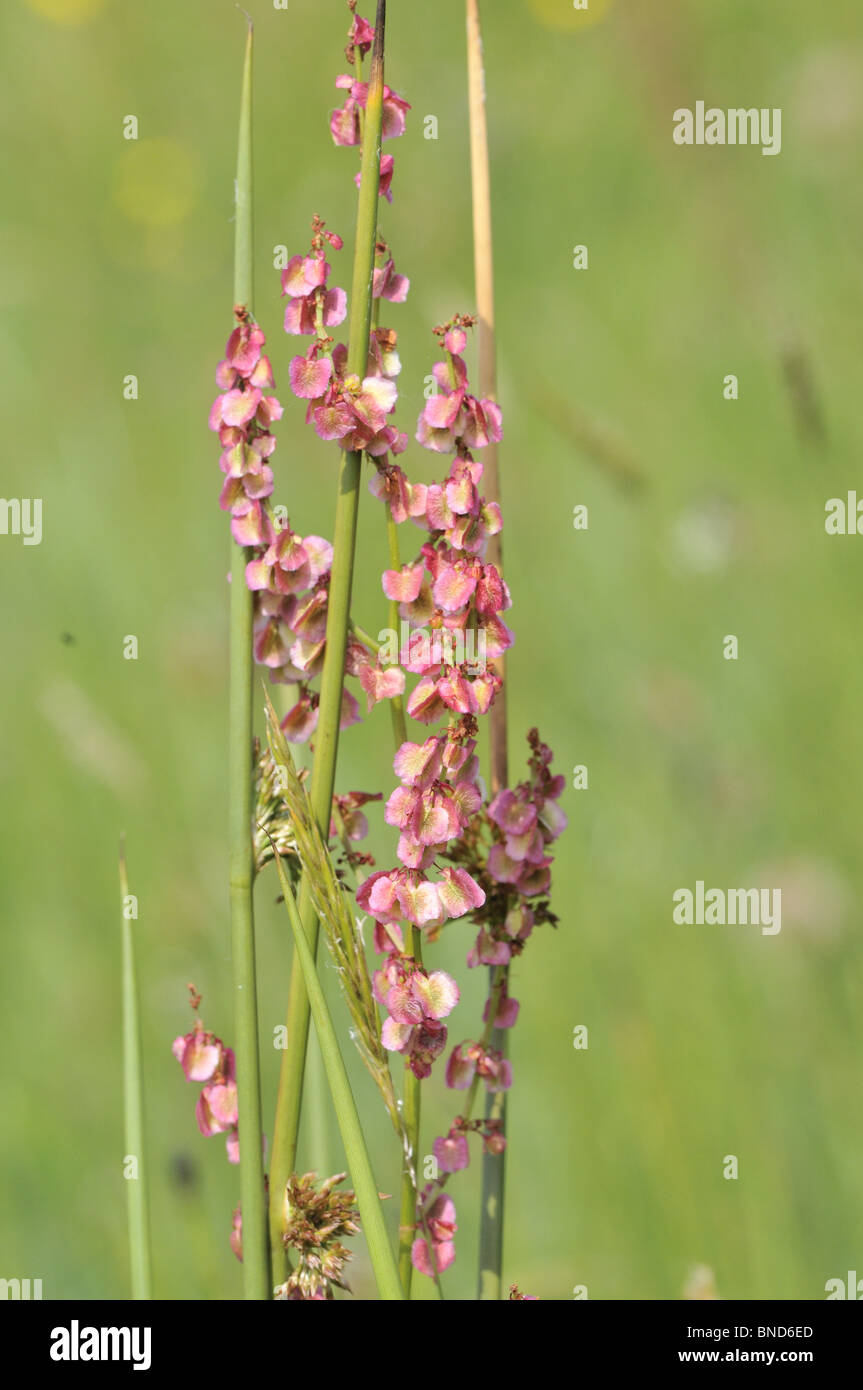 Flowering rush or grass rush hi-res stock photography and images - Alamy