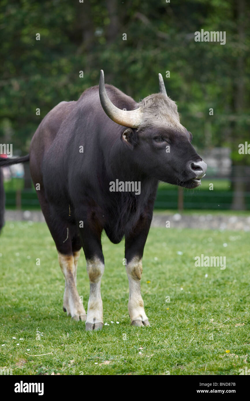 Gaur Bull