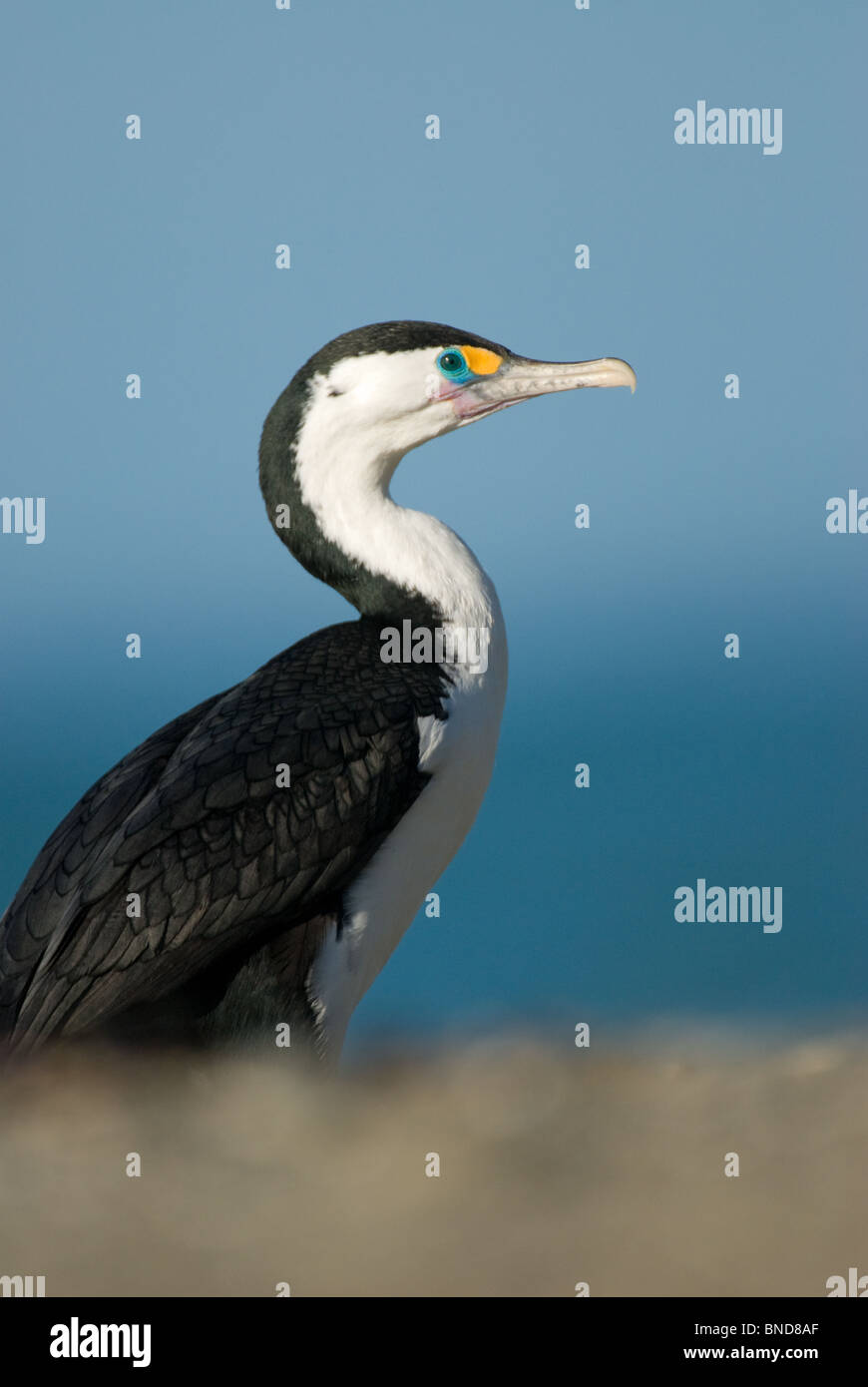 Black shag new zealand hi-res stock photography and images - Alamy