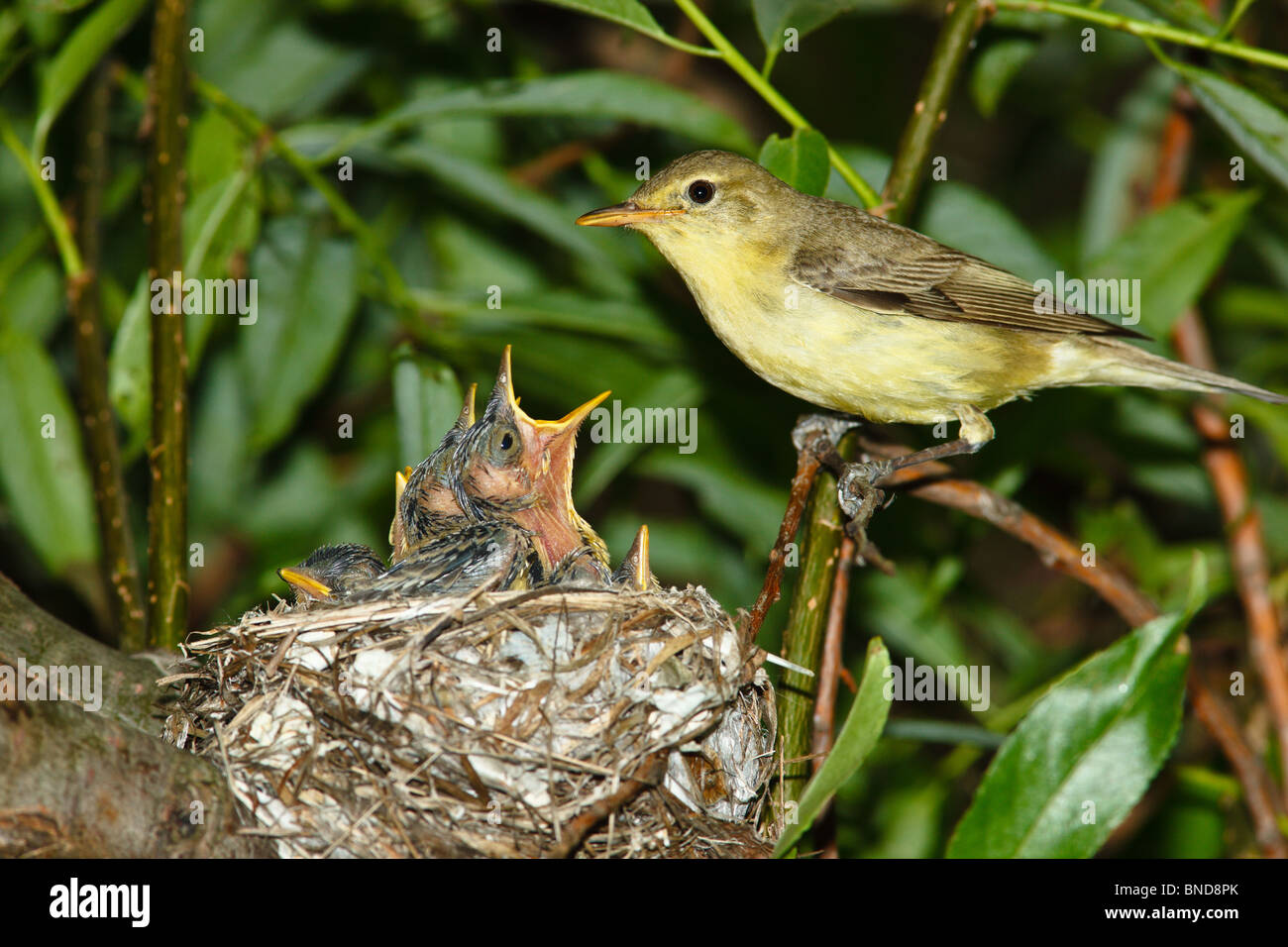 Icterine Warbler, Hippolais icterina by the nest with nestligs Stock Photo - Alamy