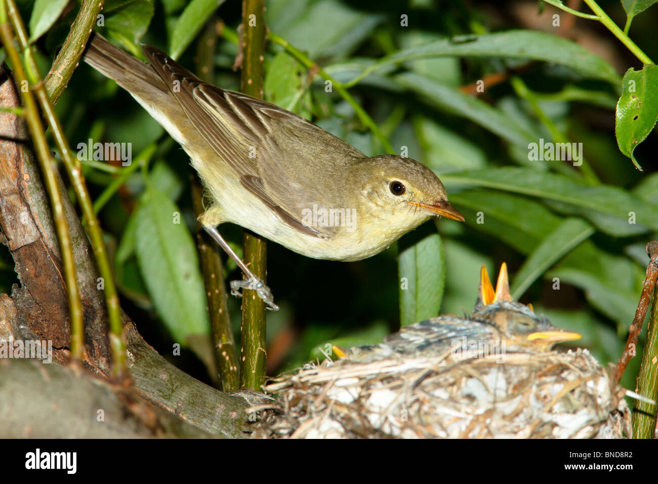 Icterine Warbler, Hippolais icterina by the nest with nestligs Stock Photo - Alamy