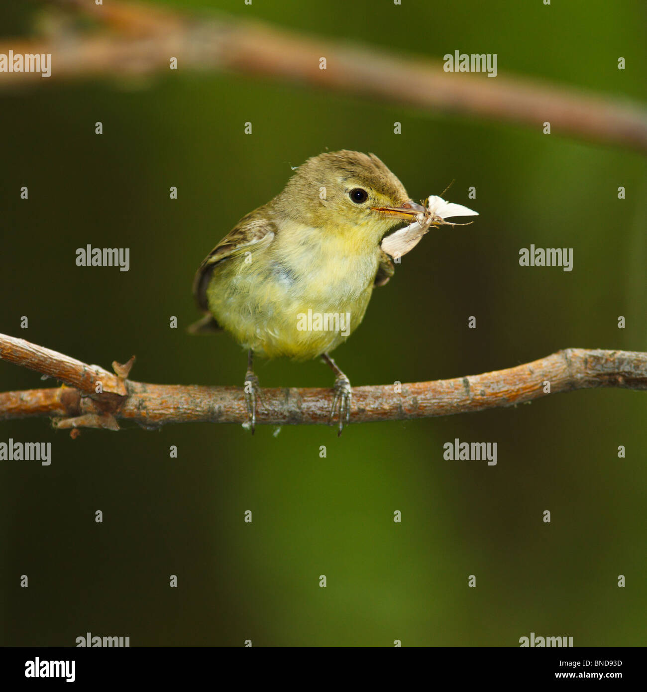 Icterine Warbler, Hippolais icterina in the wild nature on a green ...