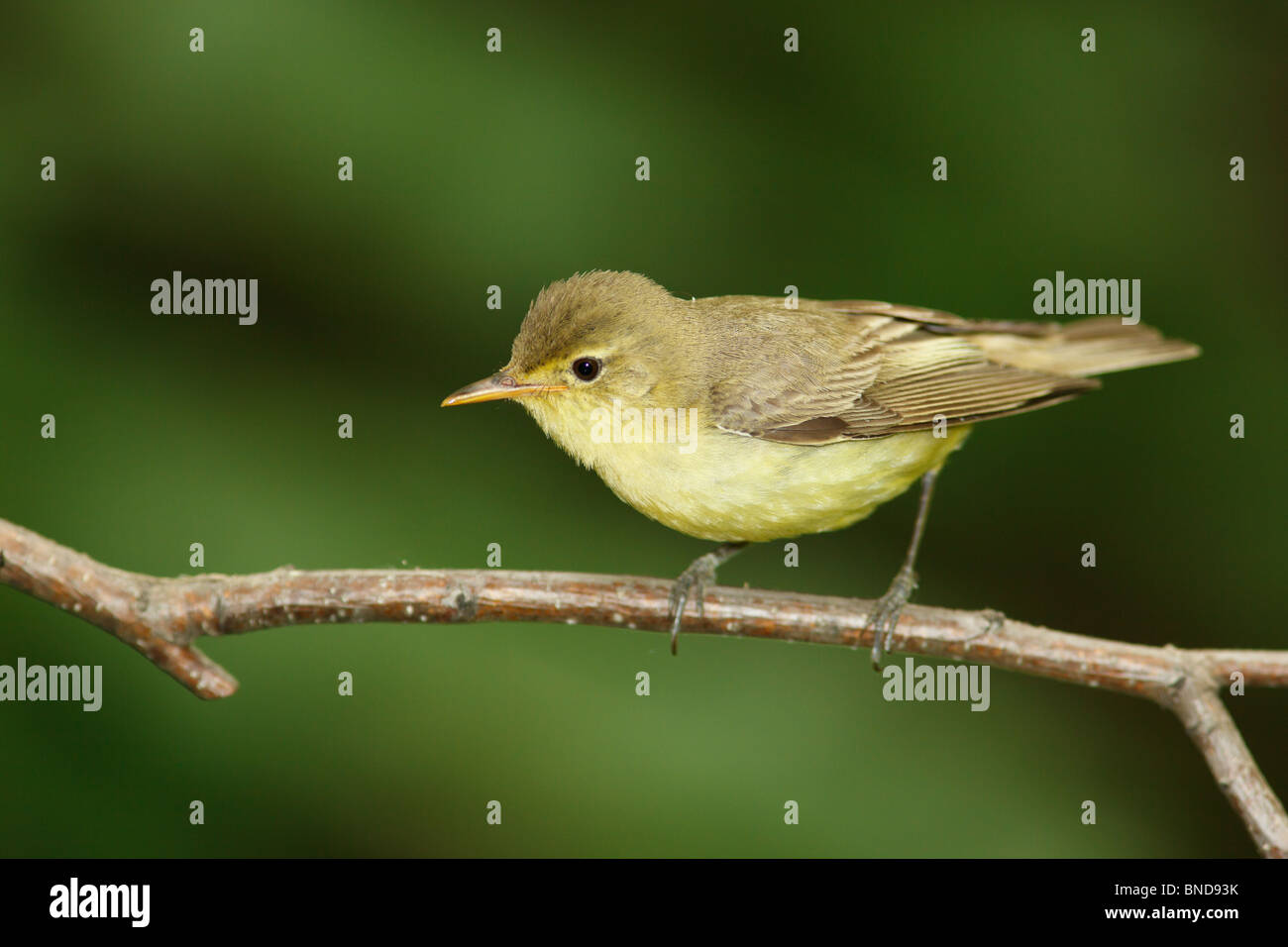 Icterine Warbler, Hippolais icterina in the wild nature on a green ...