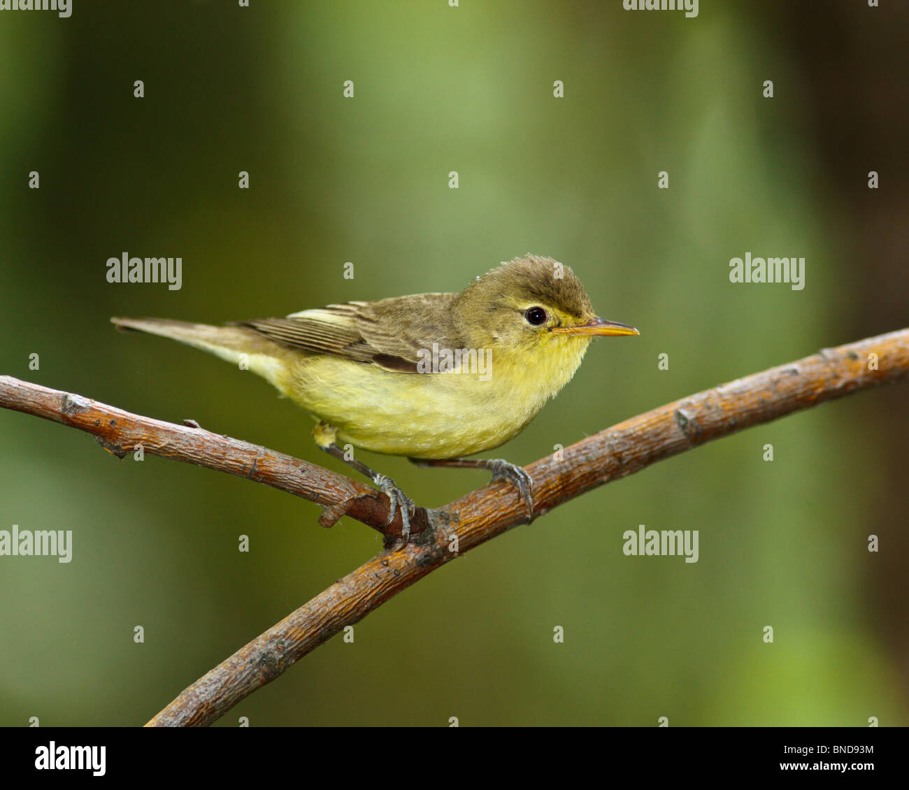 Icterine Warbler, Hippolais icterina in the wild nature on a green ...