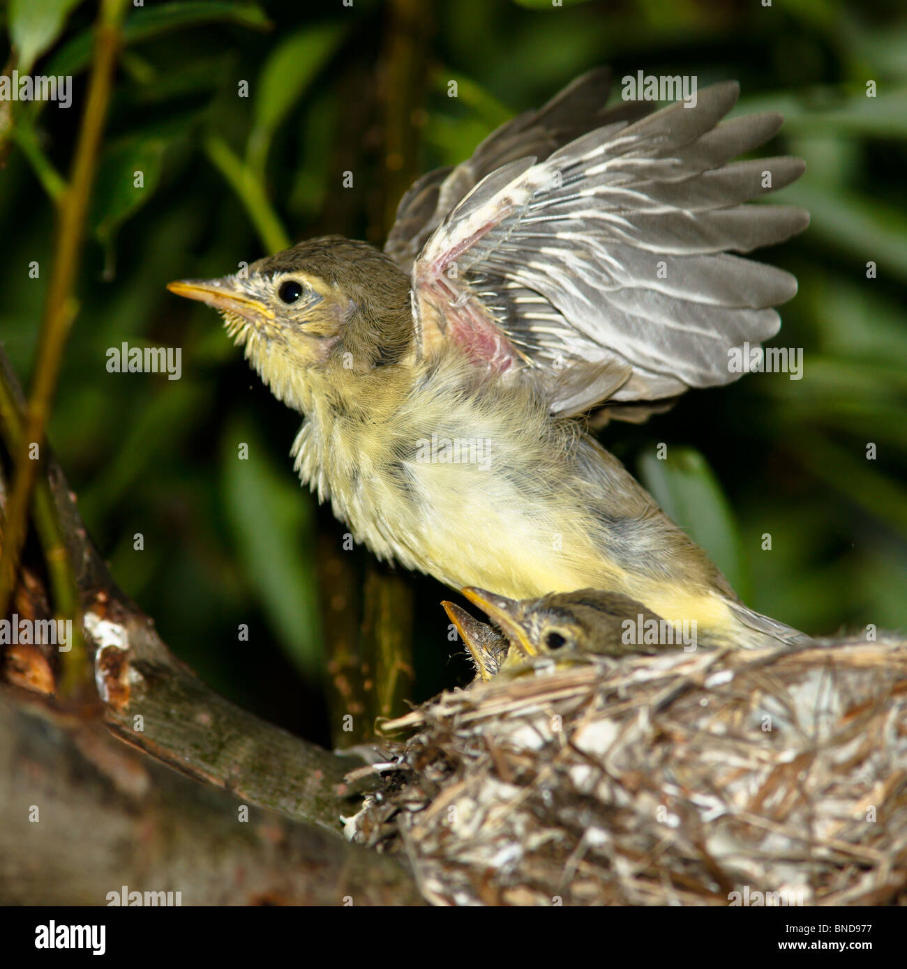 Icterine Warbler, Hippolais icterina. Fledglings in the nest Stock Photo - Alamy