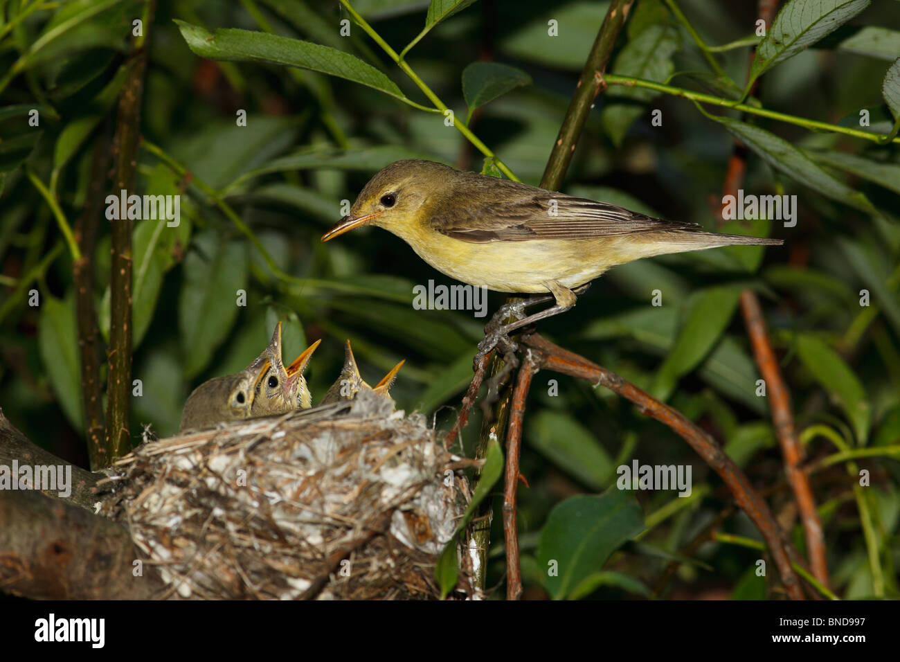 Icterine Warbler, Hippolais icterina by the nest with nestligs Stock ...